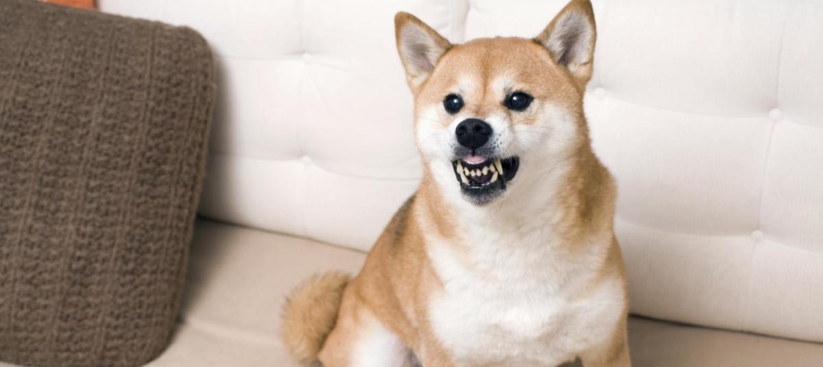 El truco clave para evitar que un perro enojado me muerda