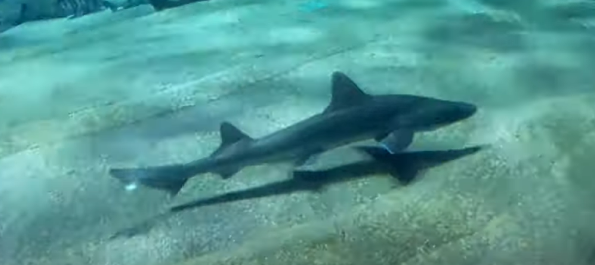Descubren variedad de hembras de tiburones que tienen crías sin ...