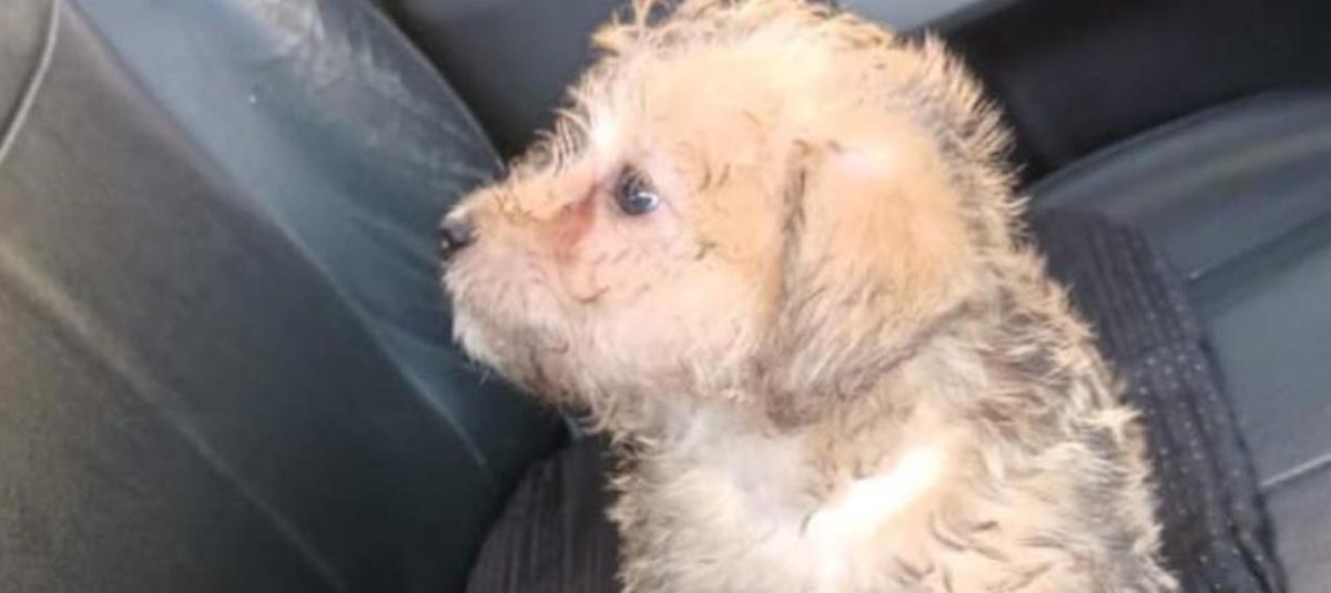 Bello: judicializan a mujer que lanzó a un perro desde un piso 12