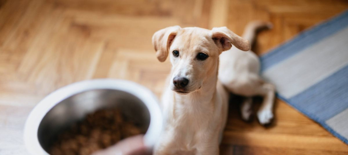 Los seis gestos que hace su perro y sus significados explicados por una adiestradora ca
