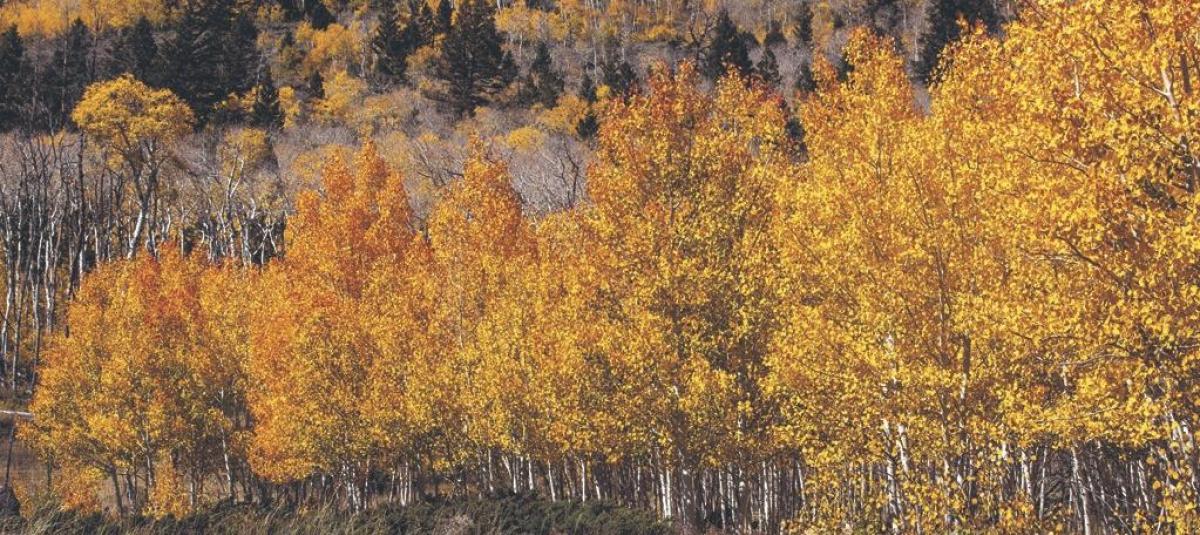 Así es Pando: uno de los seres vivos más antiguos de la tierra