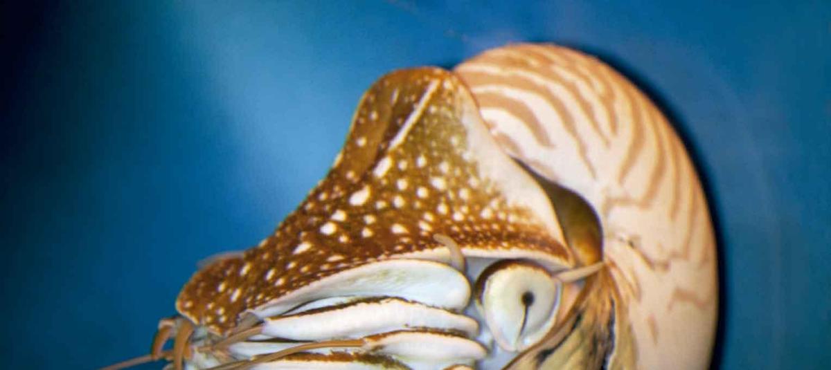 Tras más de mil expediciones en 15 años, encuentran con vida animal que ...
