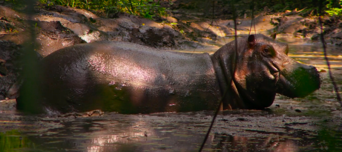 'Pepe': el relato de un hipopótamo con alma y su tragedia en Colombia