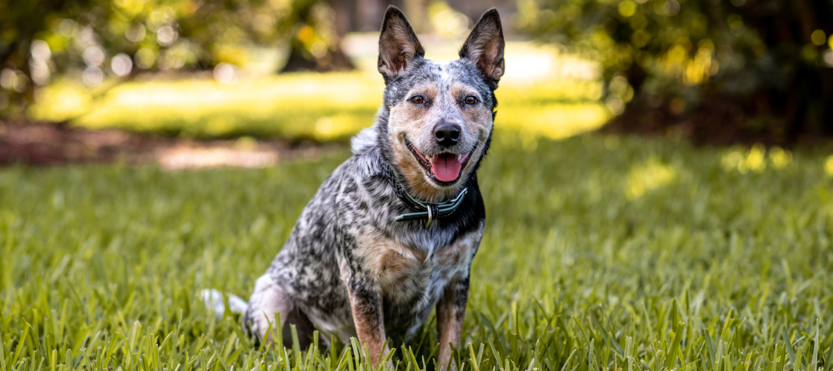 La historia detrás de ‘Bluey’, el perro que sorprendió a la ciencia y ...