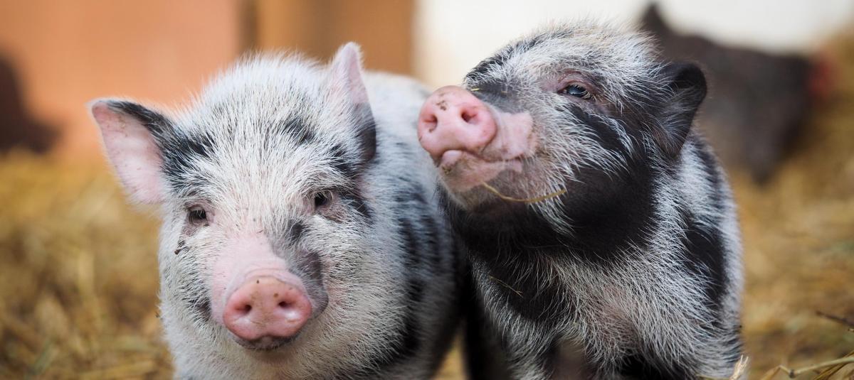 Lo que hay detrás de la comercialización de los 'mini pigs' o cerdos ...