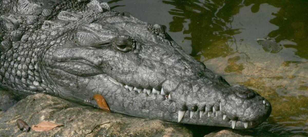 Sequía extrema pone a prueba la fauna y el turismo en los Everglades de ...
