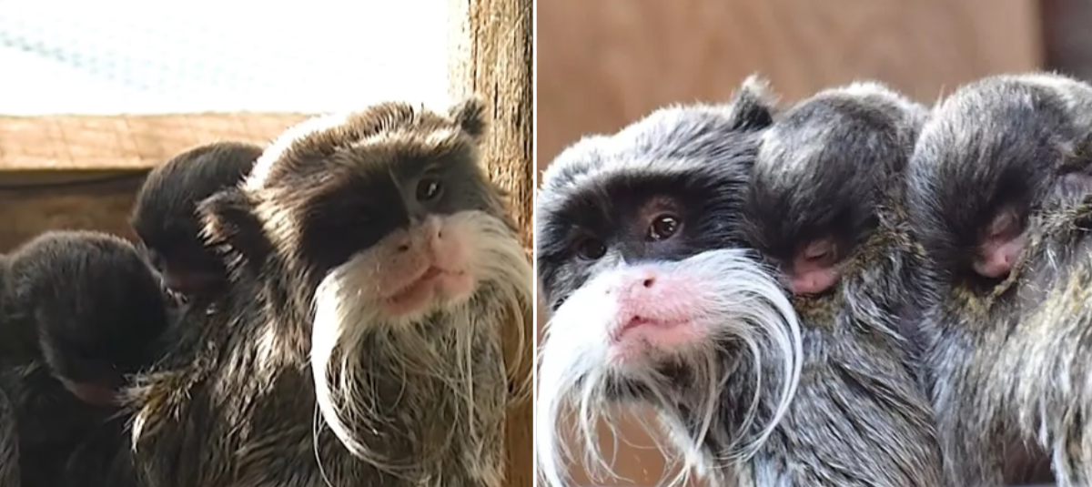 Las fotos del nacimiento de dos monos gemelos de tamarino emperador ...