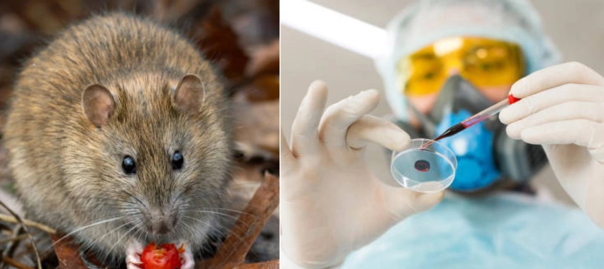 ¿Existe cura para el hantavirus? La OMS explica qué se sabe sobre ...