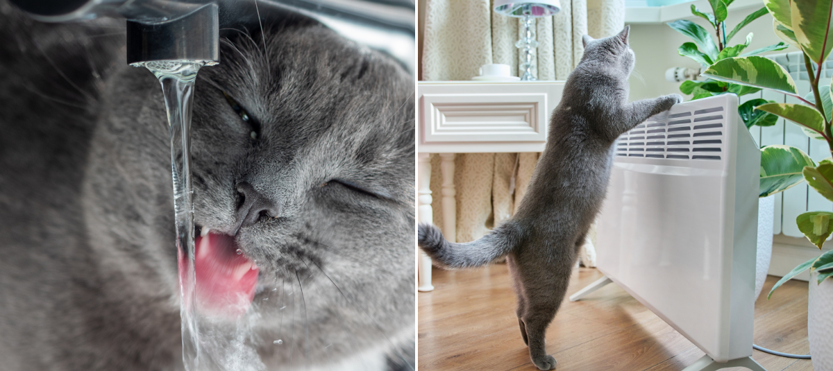 ¿Cómo proteger a su gato de un golpe de calor? Le contamos