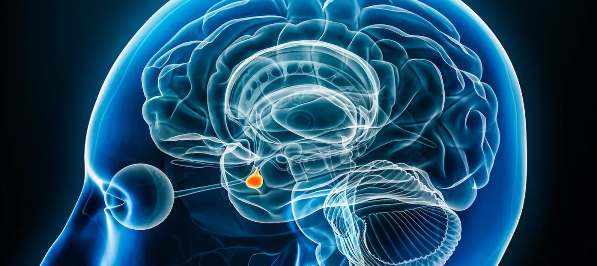 Descubren un 'interruptor' cerebral clave en el autismo y la esquizofrenia