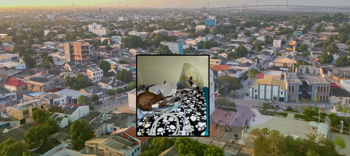Barranquilla: buscan a responsables de quemar con químicos a un perrito ...