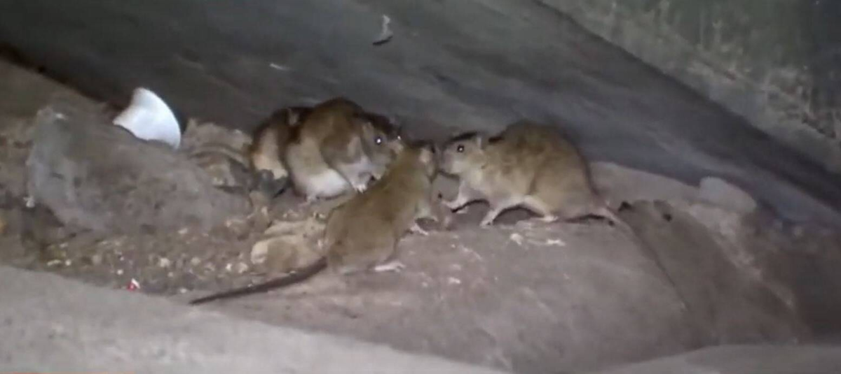 Expertos revelan por qué ha aumentado presencia de ratas en las ...