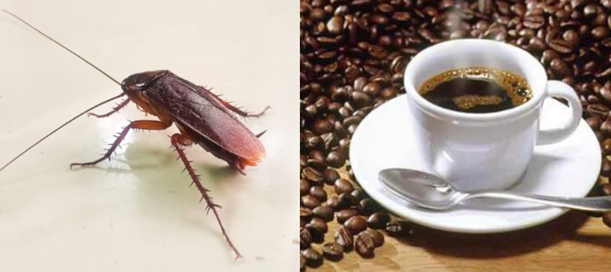 Truco con café para alejar cucarachas y hormigas de tu cocina