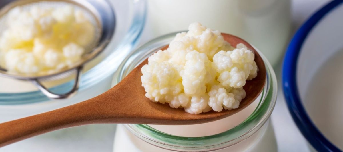 Búlgaros de kéfir: qué son, cómo funcionan, beneficios para la salud y ...