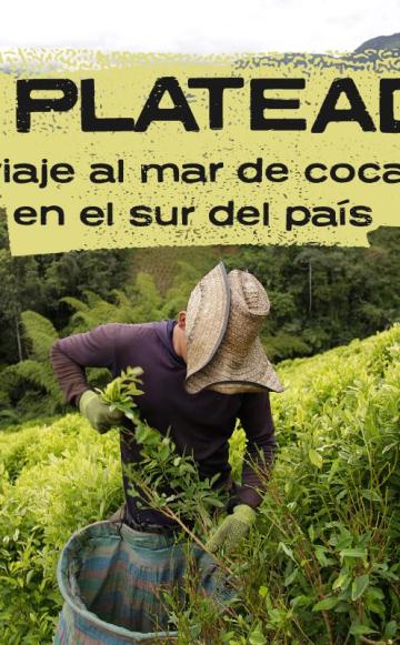 El Plateado: dónde queda y cómo se vive en el mar de coca que defienden ...