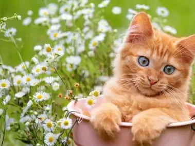 Gatos: Noticias, Fotos y Videos de Gatos