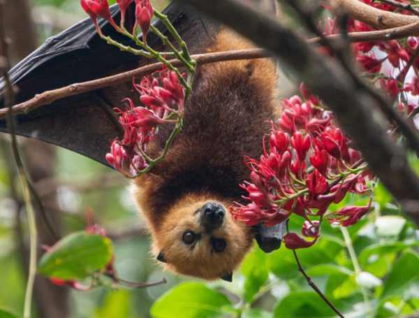 ¿Qué se sabe del virus Nipah, la letal enfermedad que enciende las ...