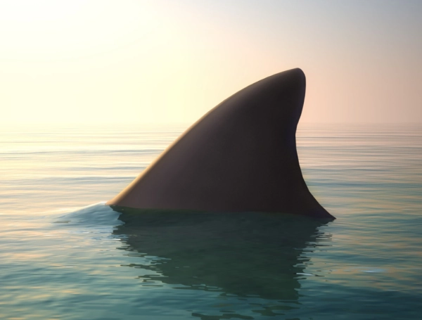 Ataque de tiburón en Sídney, Australia: cierran famosas playas como ...