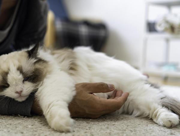 Qué significa que un gato se suba sobre sus piernas