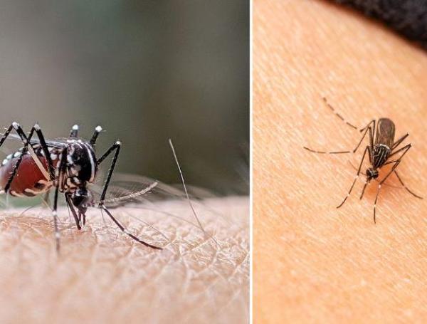 Dengue: ¿cuáles son los riesgos de automedicarse si tiene esta ...