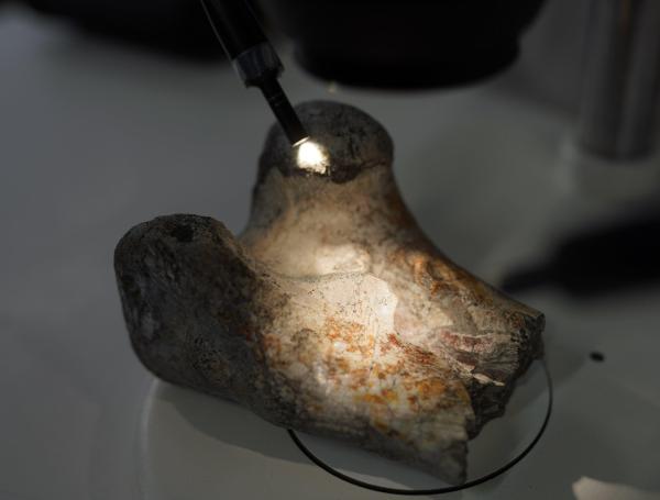 El hallazgo del ave del terror en Colombia que resuelve un misterio de la paleontología