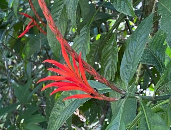Antioquia: en Cerro Tusa descubren una planta única en el mundo