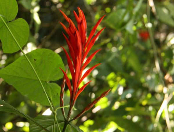 Antioquia: en Cerro Tusa descubren una planta única en el mundo