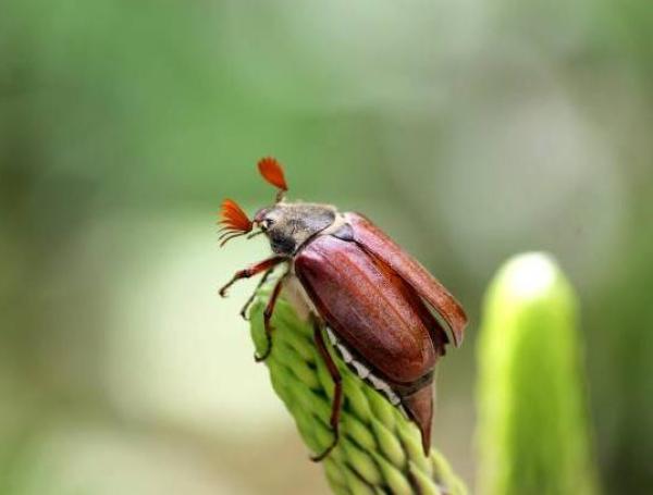 ¿Por qué en mayo salen muchos cucarrones voladores gigantes en Colombia ...