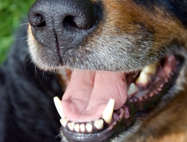 10 enfermedades que los perros pueden transmitir a humanos y quizá no ...