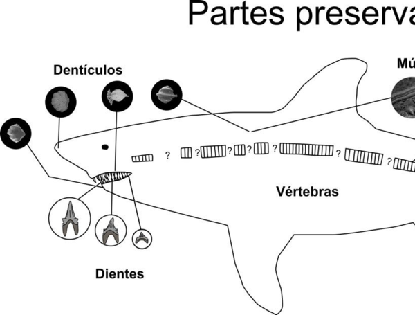 Hallan en Villa de Leyva el fósil de un tiburón lamniforme gigante, uno ...