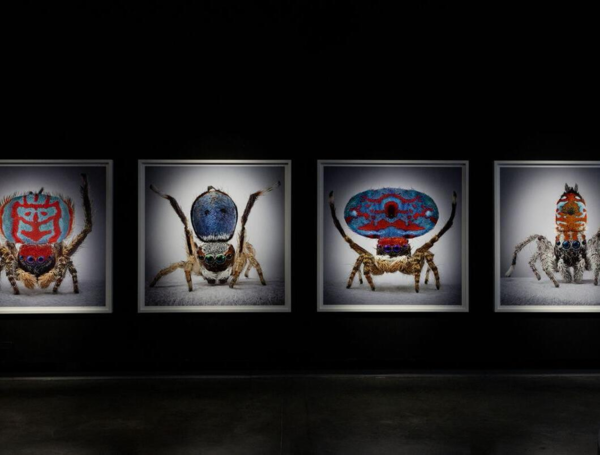 María Fernanda Cardoso expone su arte sobre las maravillas del mundo ...