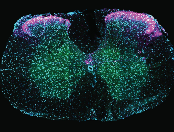 No solo cerebro: la médula espinal tiene un papel en el sexo más ...