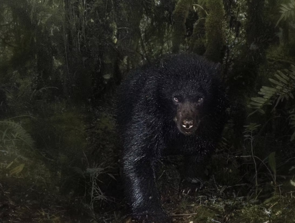 Santiago Monroy García, el fotógrafo y biólogo colombiano que se subió ...