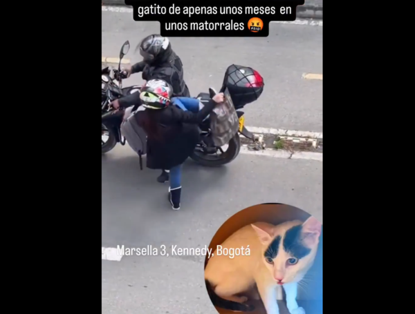 Indignación en Bogotá por abandono cruel de un gato bebé: la rápida ...