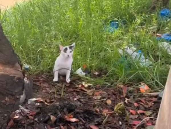 Indignación en Bogotá por abandono cruel de un gato bebé: la rápida ...
