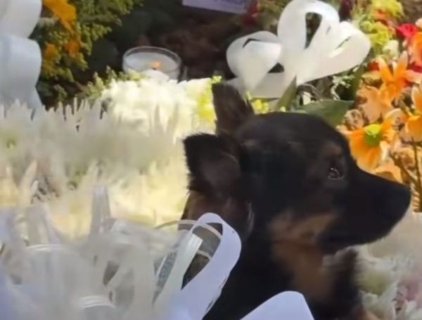 Video muestra a mascota de una de los jóvenes fallecidos en tragedia ...