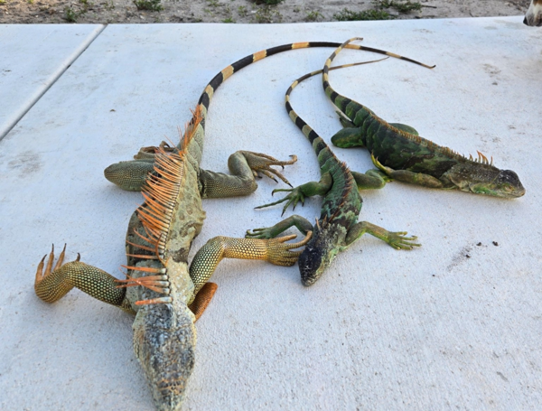 'Lluvia' de iguanas en el sur Florida: el fenómeno que explica por qué ...