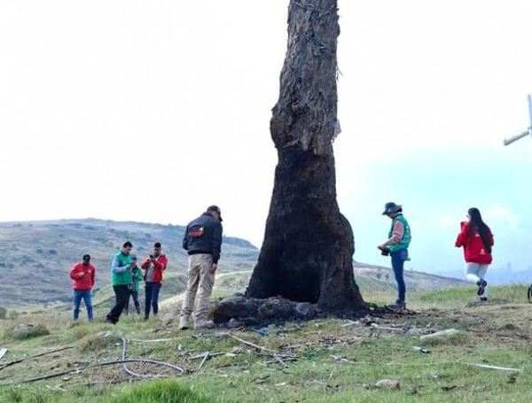 El Árbol de la Vida resiste: Bogotá activa plan urgente para salvar ...