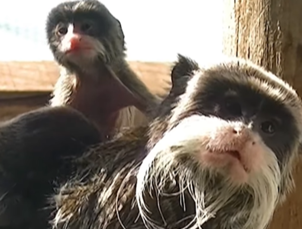 Las fotos del nacimiento de dos monos gemelos de tamarino emperador ...