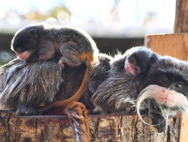 Las fotos del nacimiento de dos monos gemelos de tamarino emperador ...