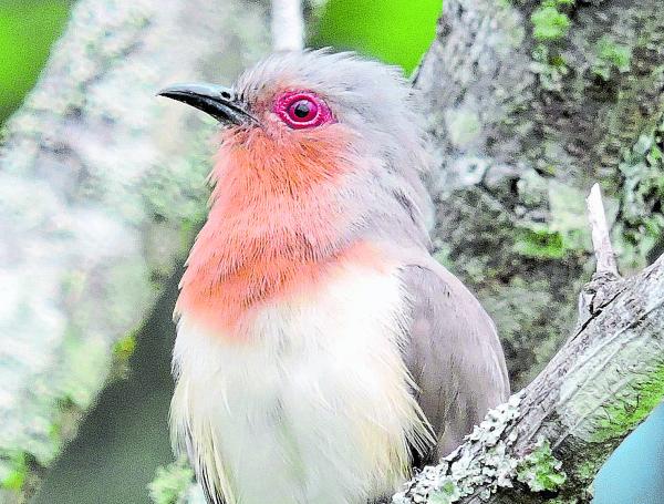 Claves y consejos para el avistamiento de aves