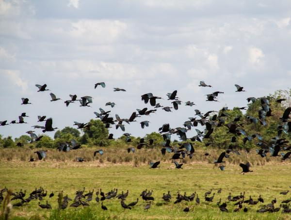 Las sabanas de Cinaruco, nueva área protegida en la Orinoquia