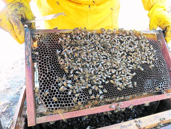 El plan para repoblar de abejas la ruralidad de Bogotá