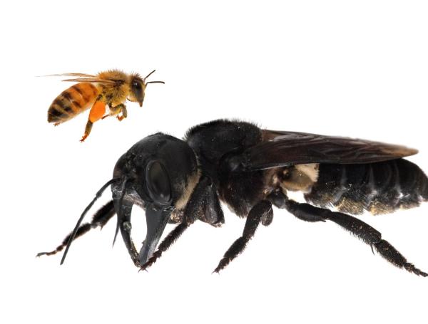 Descubren a la abeja más grande del mudno