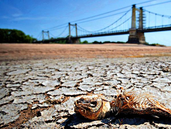 Así es Pando: uno de los seres vivos más antiguos de la tierra