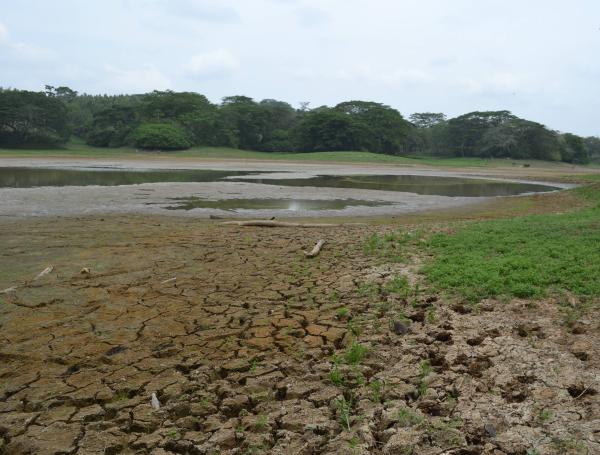 ¿Cómo afectara el Fenómeno del Niño 2023 a América Latina según FAO?