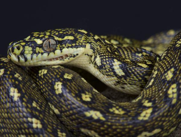 Ibu Baron, la pitón que rompe récords y se consagra como la serpiente ...