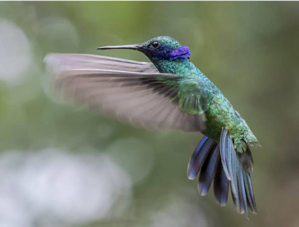 Crónica gráfica: Descubra los bellísimos colibríes de Bogotá