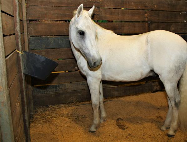 Jinete le da patada a caballo y termina noqueado por el animal: video