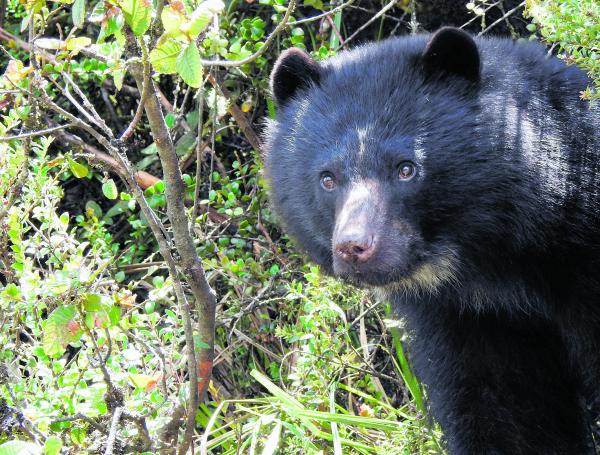 Denuncian supuesta matanza de osos en Parque Perijá; Corpocesar lo niega